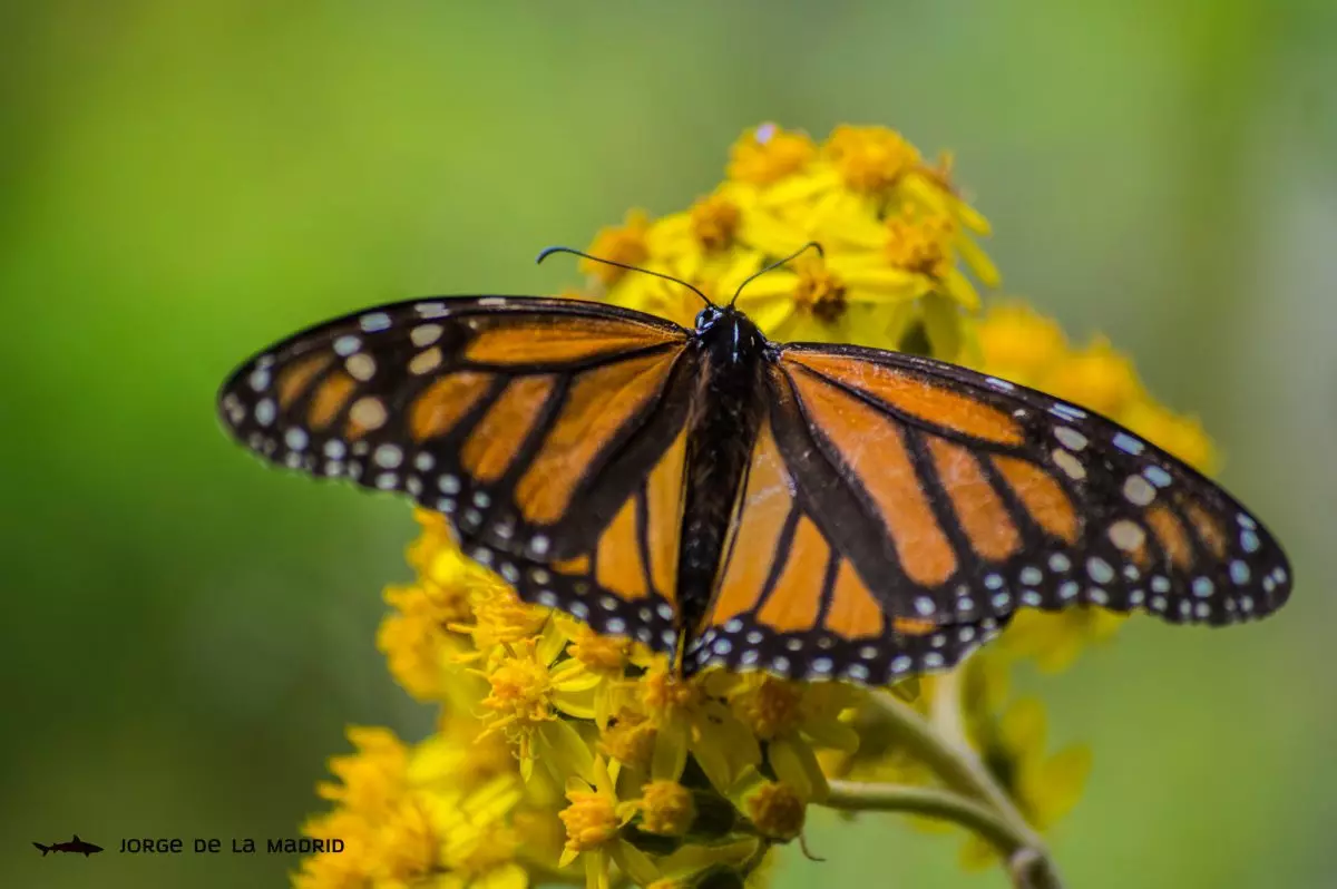 butterflies_monarch_jorge_de_la_madrid_mexico_unknown3