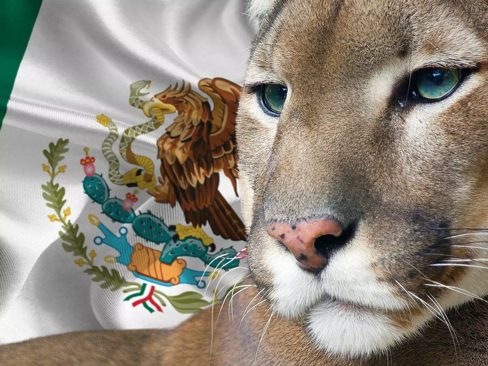 cougar meksiko