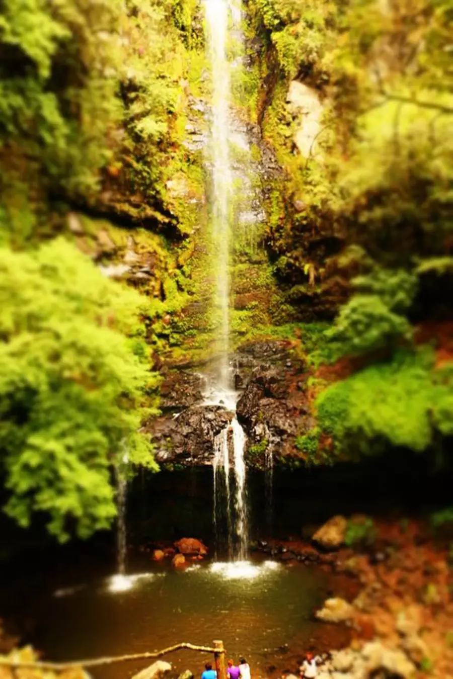 Honey, un bosc màgic amb cascades a la Serra Nord de Pobla 8466_10