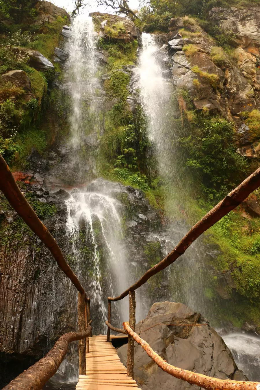 Dugos, usa ka mahika nga lasang nga adunay mga busay sa Sierra Norte de Puebla 8466_11