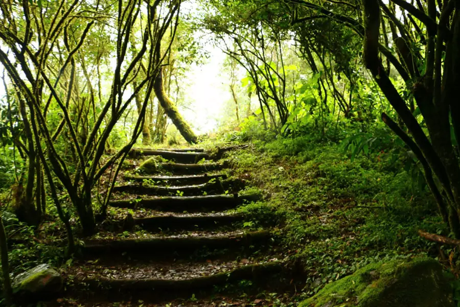 Għasel, foresta maġika bil-kaskati fis-Sierra Norte de Puebla 8466_3