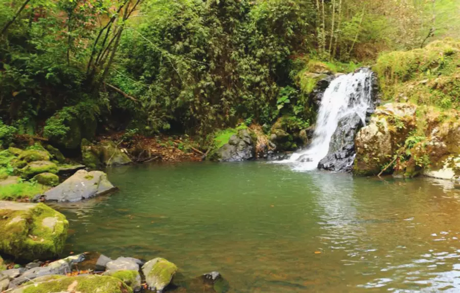 Honey, ein magischer Wald mit Wasserfällen in der Sierra Norte de Puebla 8466_9