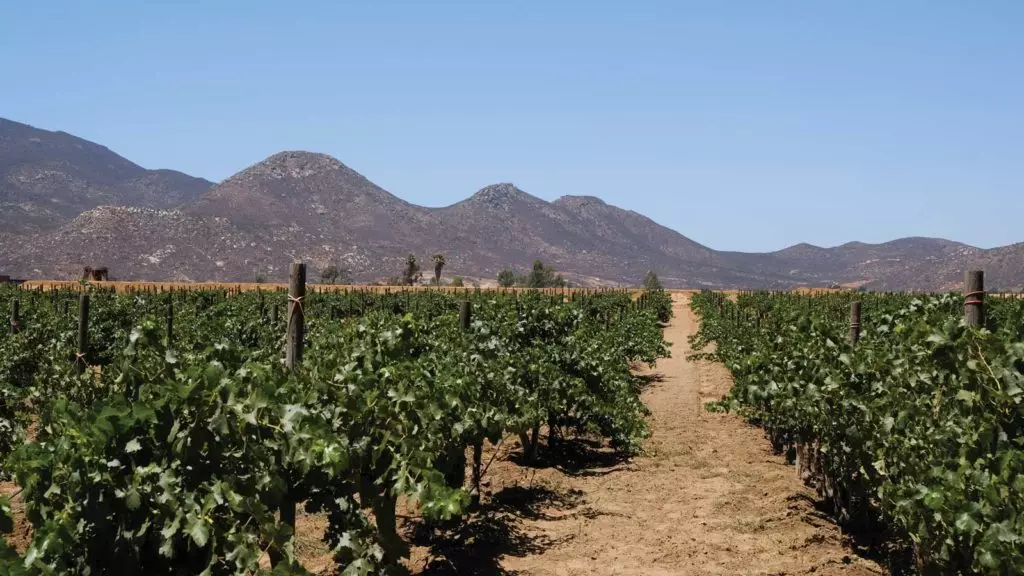 Ang Valle de Guadalupe nominado alang sa Best Wine Region 8514_4