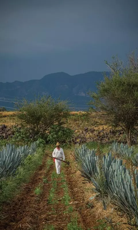 Tequila, Jalisco, Warisan Kemanusiaan Dunia 8682_2