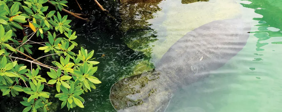 Ĉu vi amas la naturon? Travojaĝu la Naturajn Areojn de Quintana Roo 8789_5