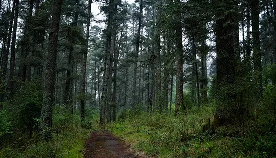 മാർസെല ഗോൺസാലസ്