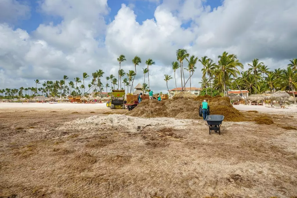 Peravên Cancun vê dawiya salê bê sargassum xuya dikin 8856_3