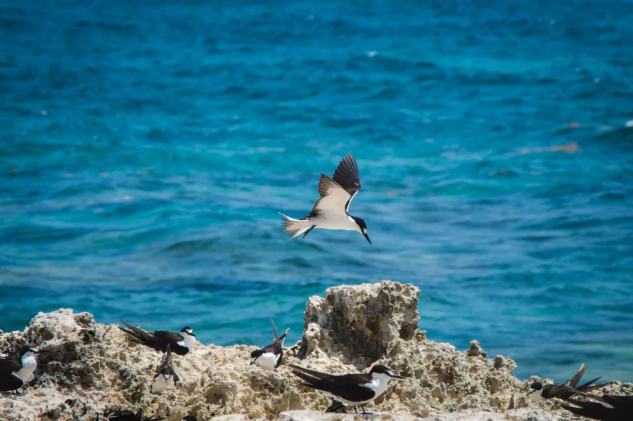 Mia Reef Tern mimọ Isla Mujeres Gbogbo jumo ohun asegbeyin ti