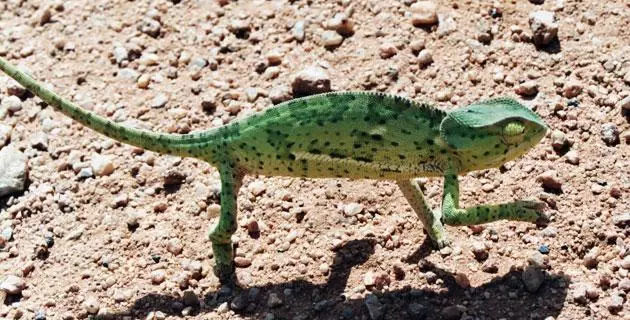 Ny chameleons of Mexico fifu