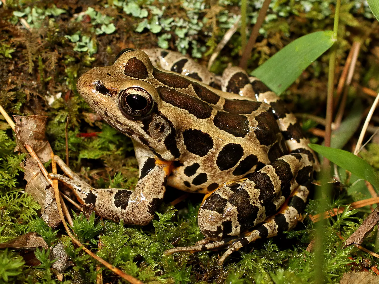 ಕಪ್ಪೆ-ಆಫ್-ಟ್ಲಾಲೋಕ್-ಪೋರ್ಟ್