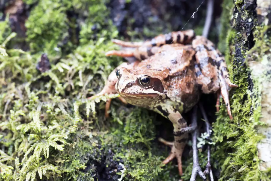 An frog Tlaloc, speiceas endemic ó Mheicsiceo 8979_2