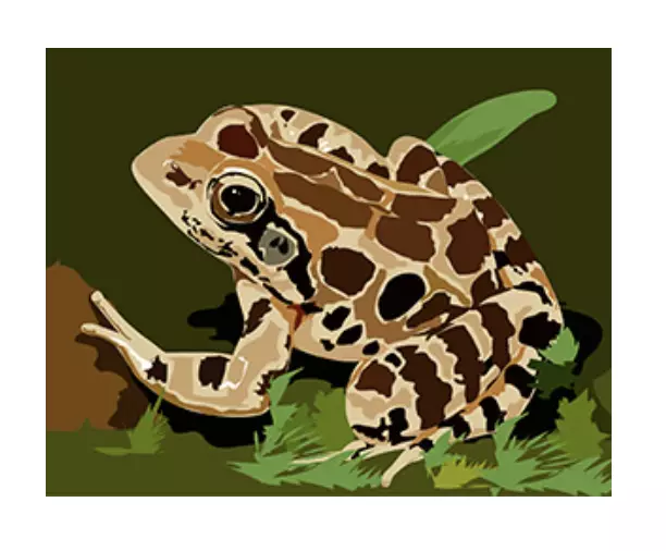 An frog Tlaloc, speiceas endemic ó Mheicsiceo 8979_3