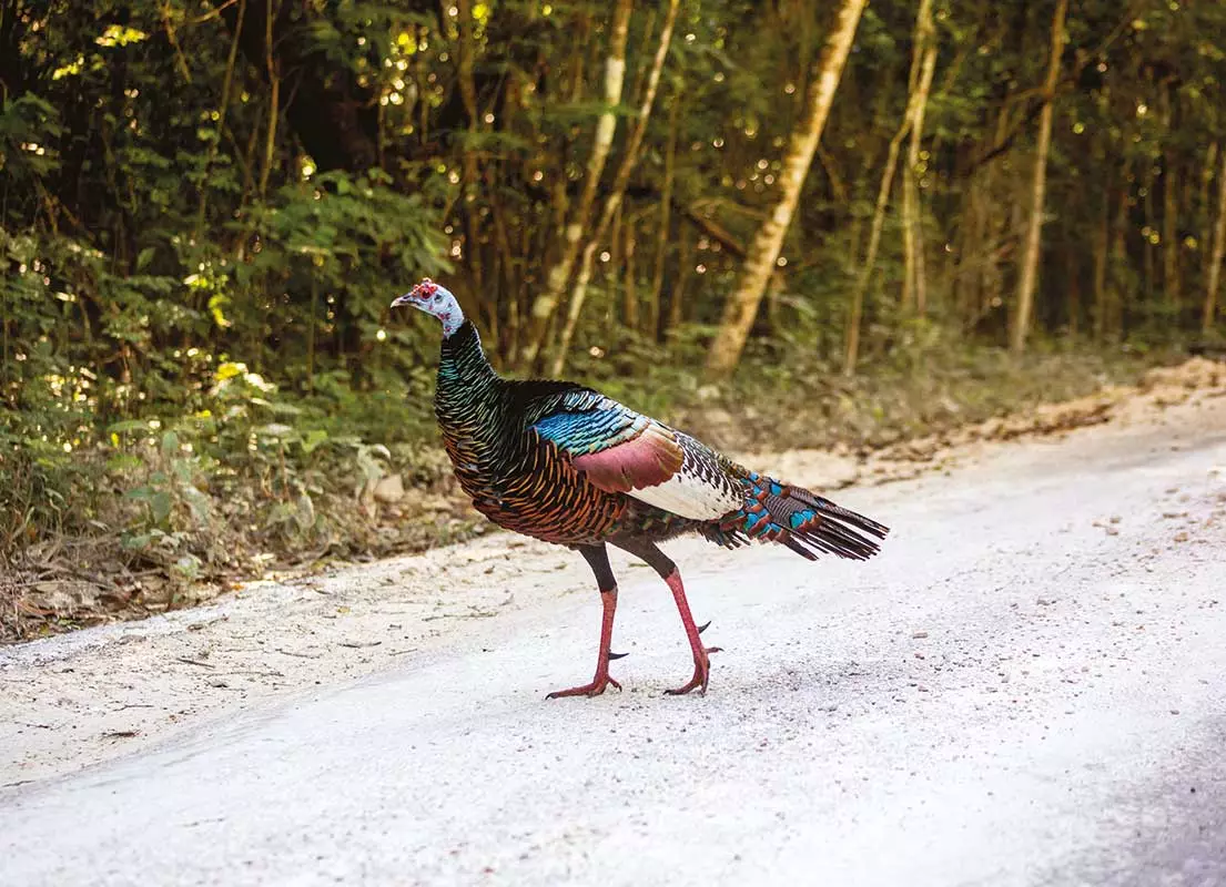 Calakmul at ang Fauna nito: natural na paraiso 8985_3