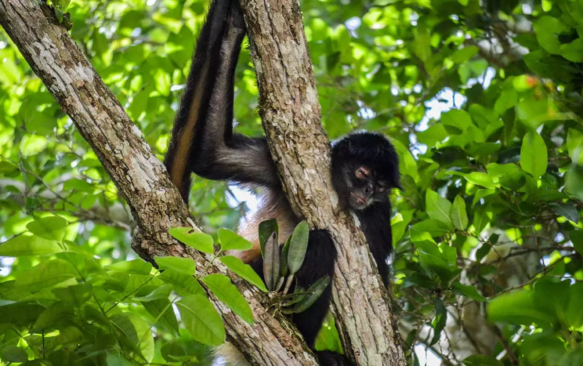 Calakmul at ang Fauna nito: natural na paraiso 8985_4