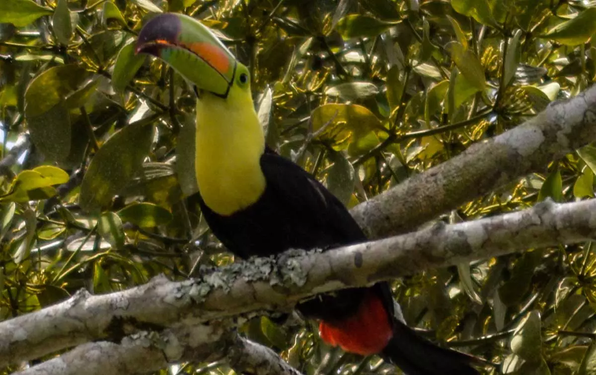 Calakmul at ang Fauna nito: natural na paraiso 8985_5