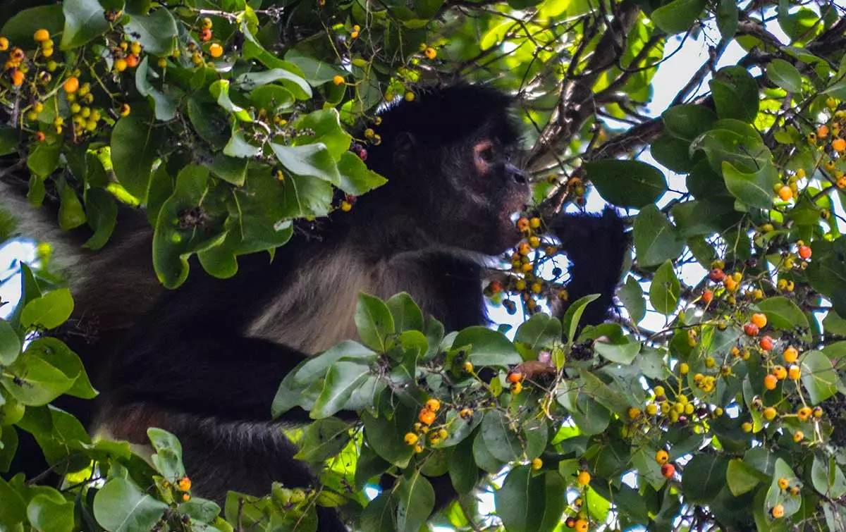 Calakmul at ang Fauna nito: natural na paraiso 8985_6