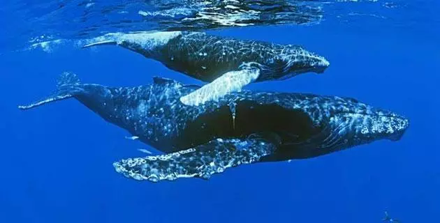 8 zvinhu zvaunoda kuziva nezve whales