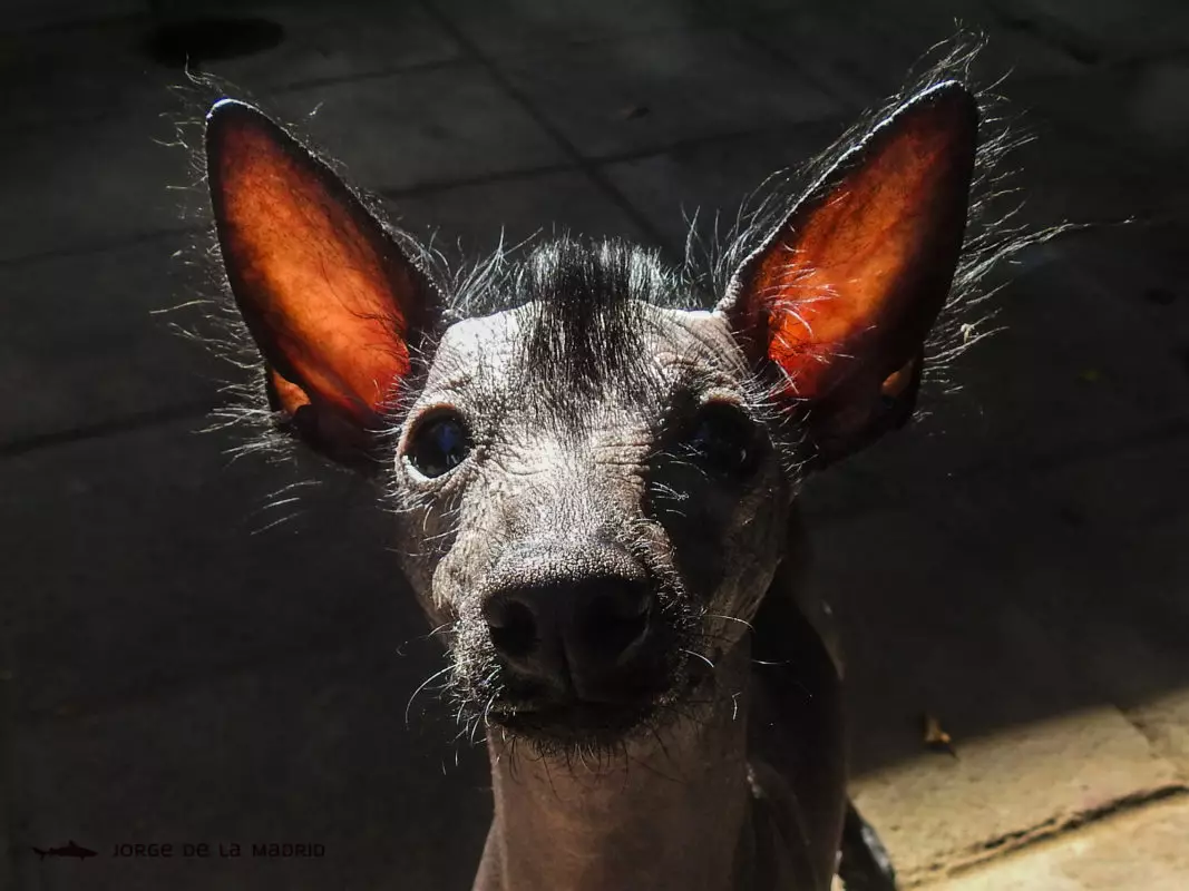 Xolo: the Mexican dog that is a treasure of our history