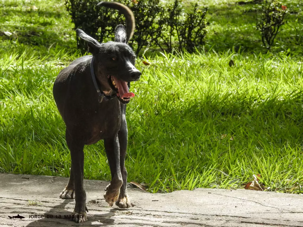 Xolo. մեքսիկական շունը, որը մեր պատմության գանձն է 9082_2