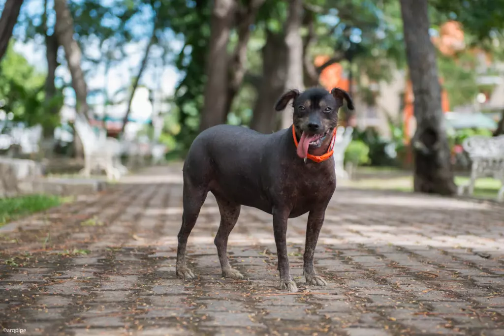 Xolo. մեքսիկական շունը, որը մեր պատմության գանձն է 9082_3