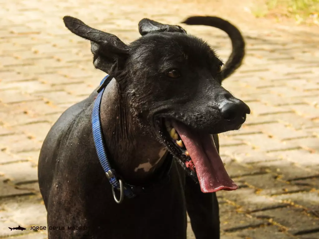 Xolo. մեքսիկական շունը, որը մեր պատմության գանձն է 9082_9