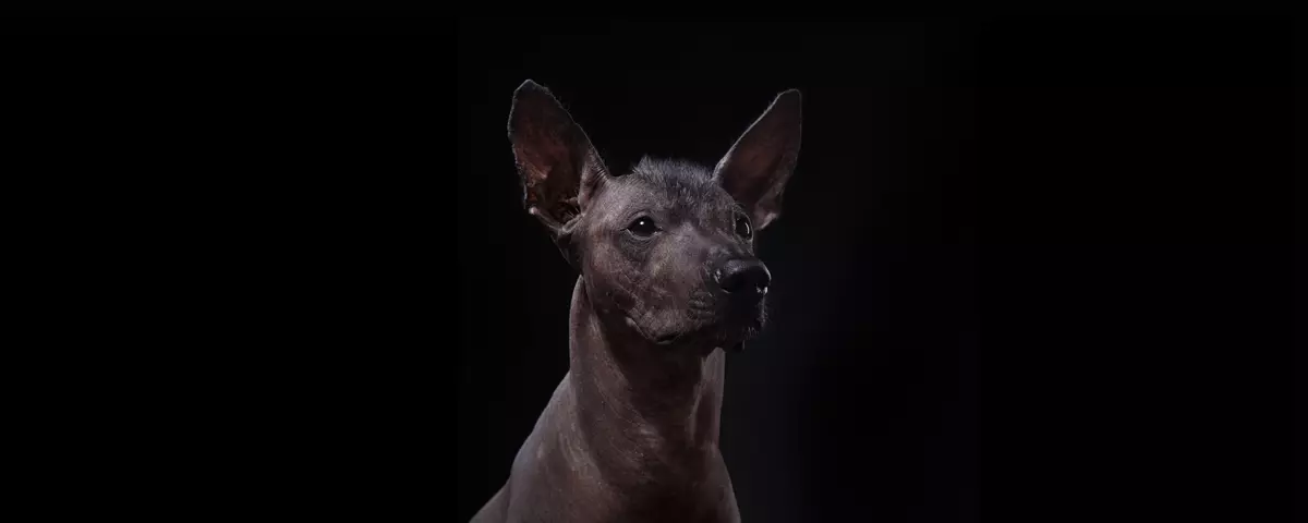 Ang xoloitzcuintle: Kabilin ug Icon sa Mexico City fifu